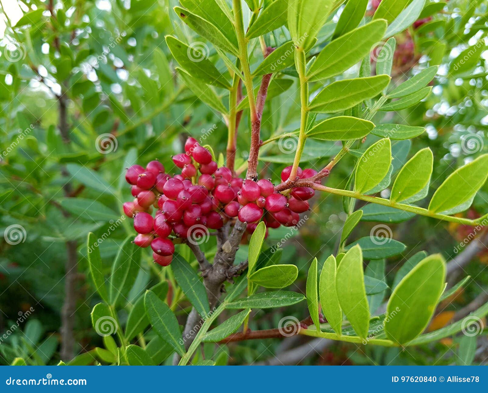 Mastic tree closeup stock photo. Image of lentiscus, flowers - 97620840