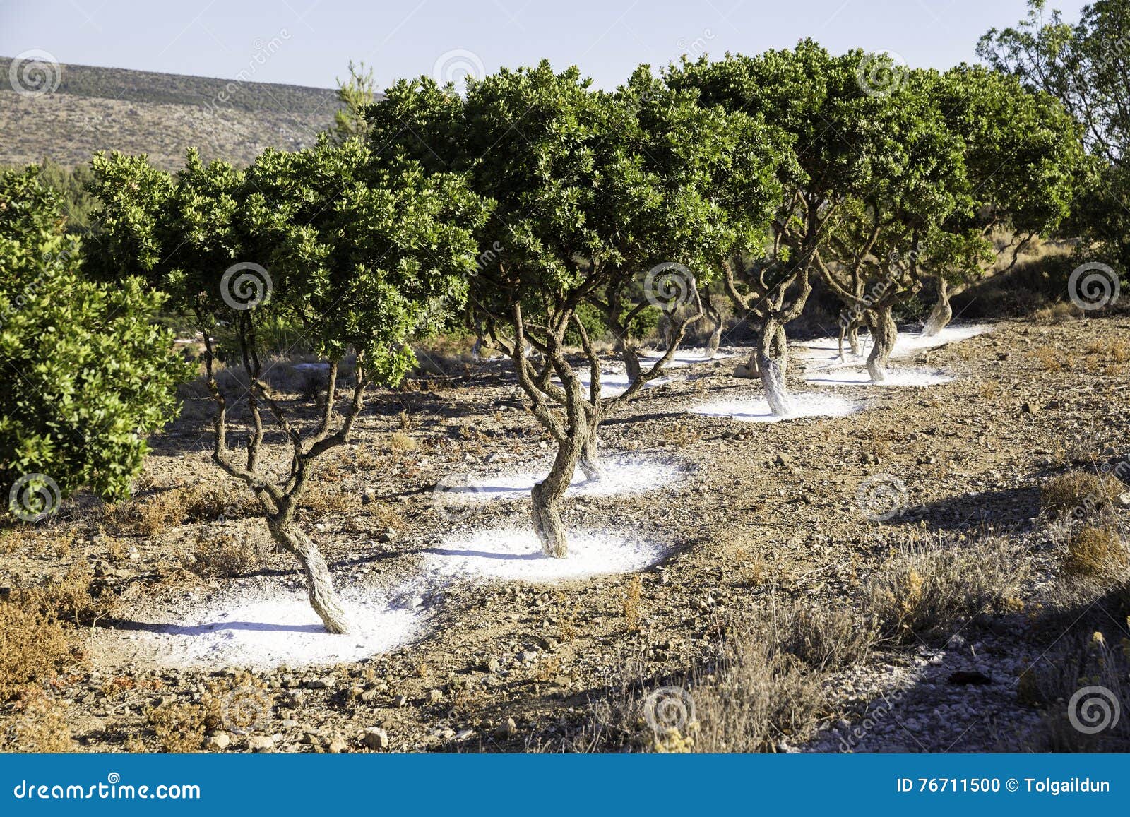 Mastic Tree Garden in Chios Island, Greece Stock Photo - Image of ...
