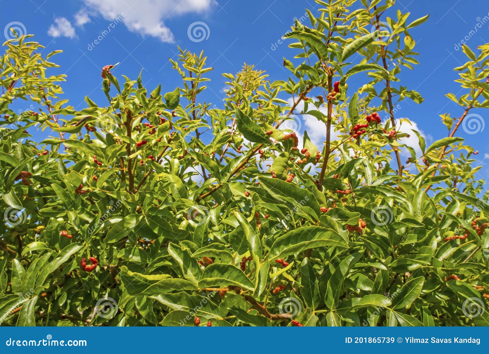 Mastic Tree and Green Leaves in Nature Stock Image - Image of ...