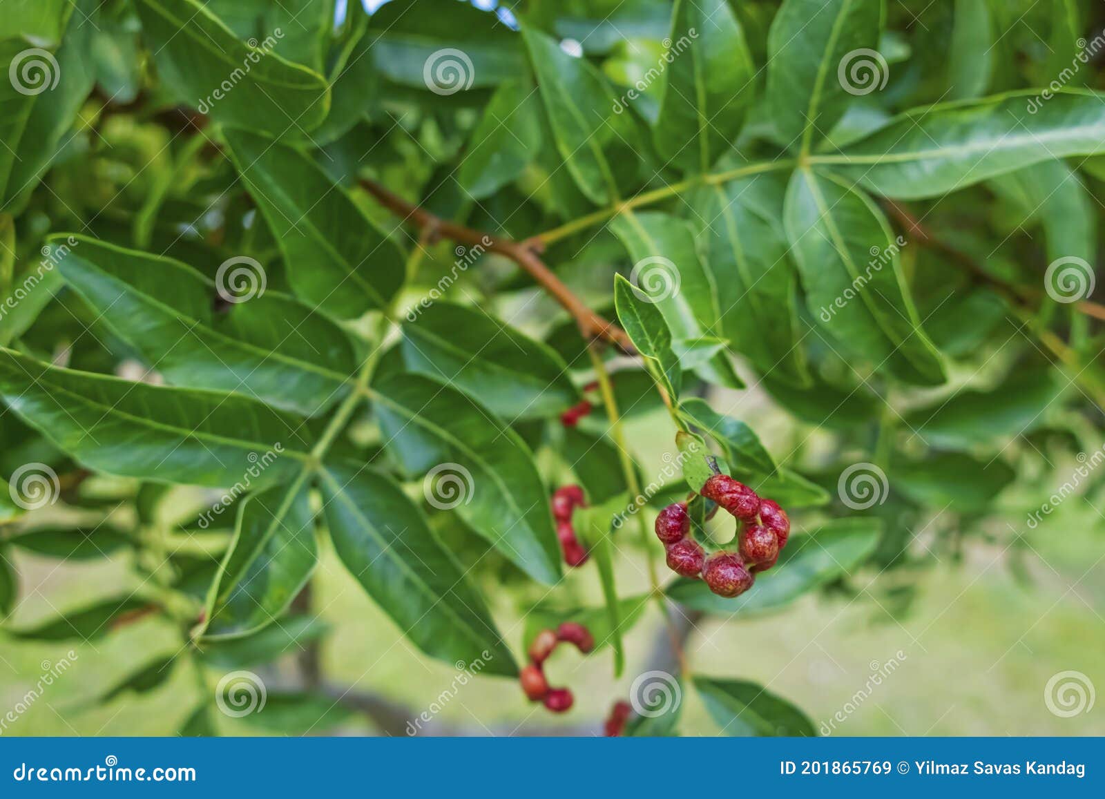Mastic Tree and Green Leaves in Nature Stock Image - Image of flower ...