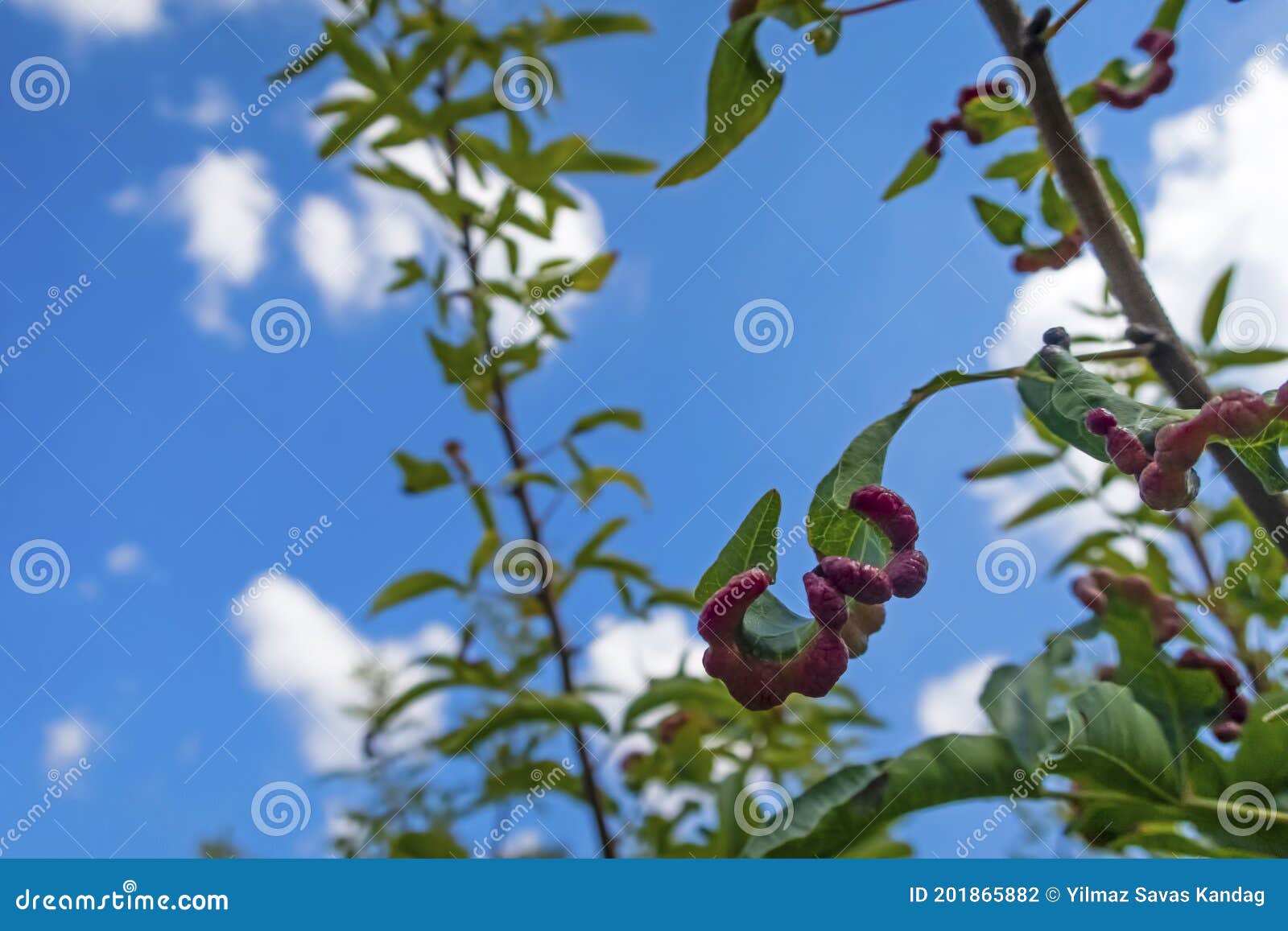 Mastic Tree and Green Leaves in Nature Stock Photo - Image of green ...