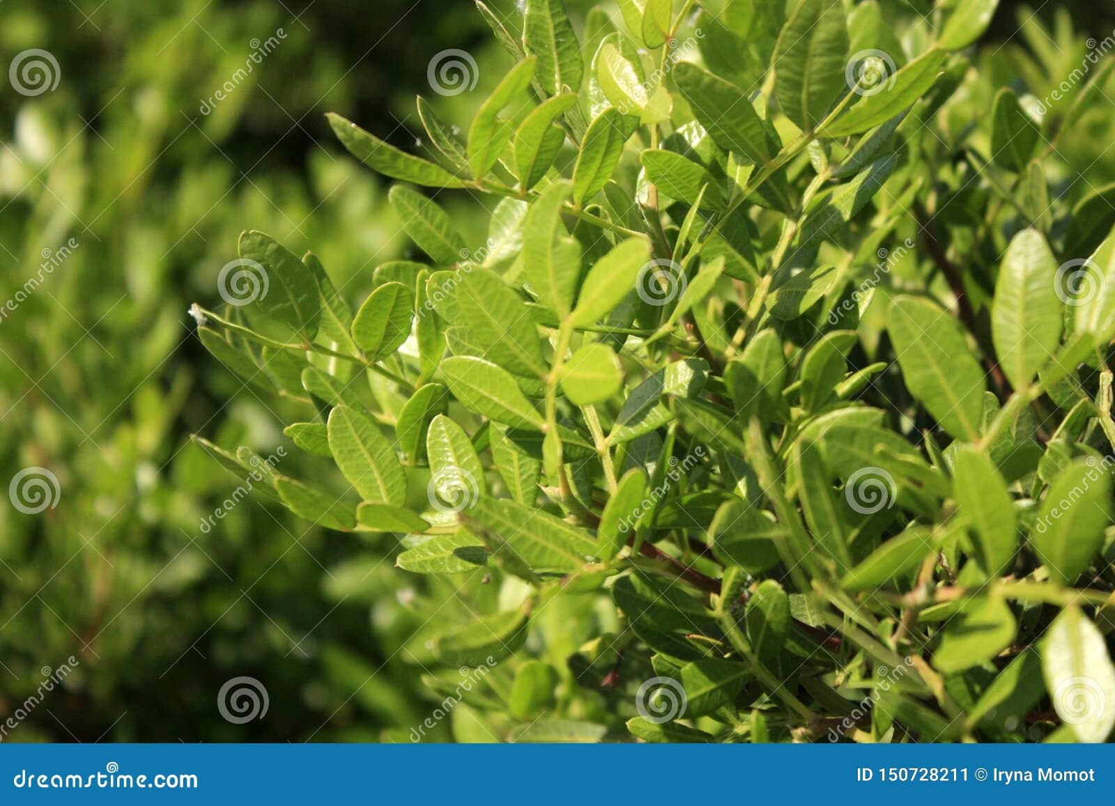 Mastic Tree, Pistachio Lentiscus on the Sea Side. Stock Image - Image ...