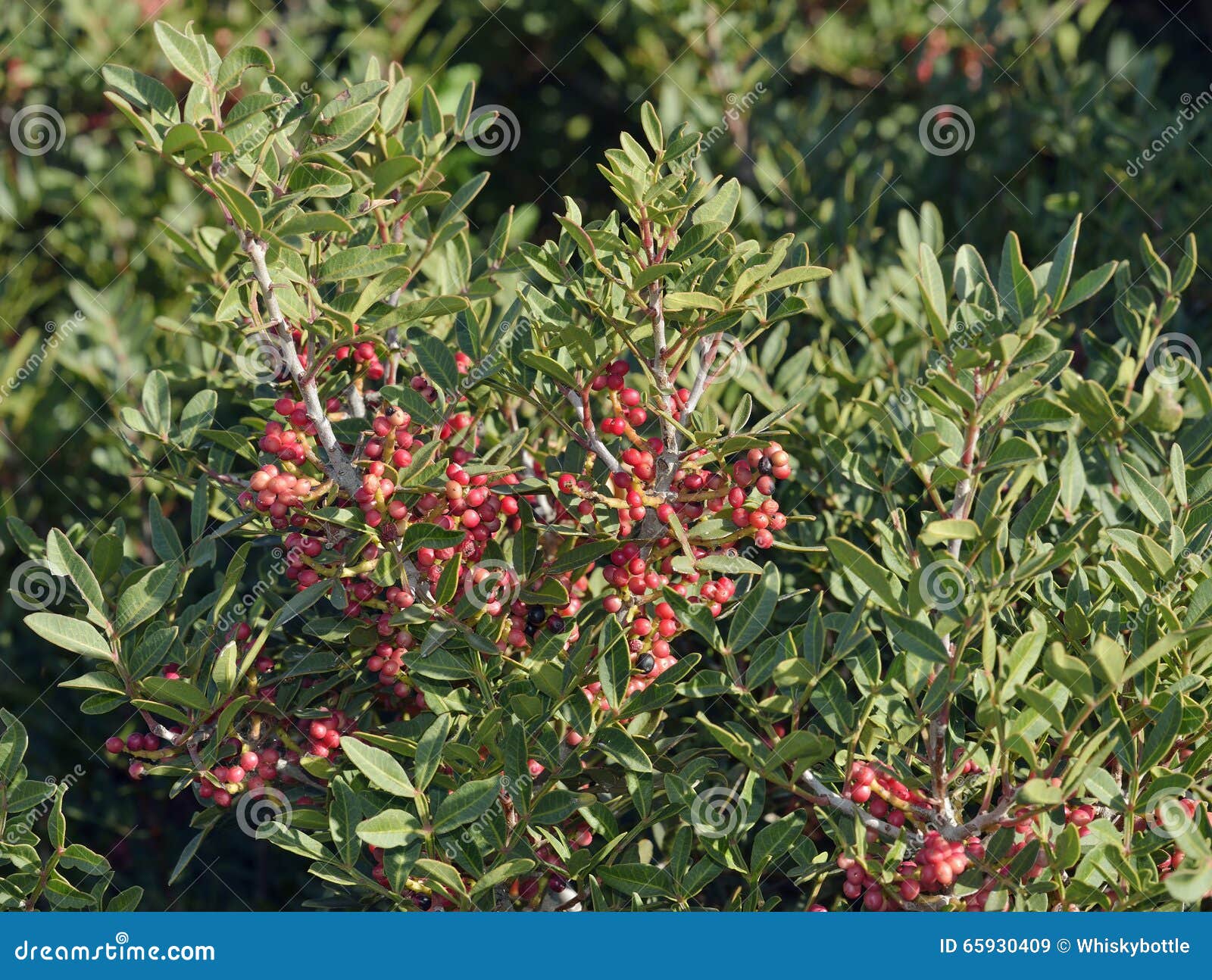 Mastic Tree stock image. Image of pink, plant, cyprus - 65930409