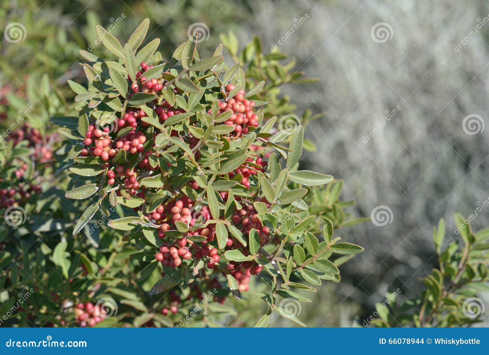 Mastic Tree stock photo. Image of pistacia, mastic, autumn - 66078944