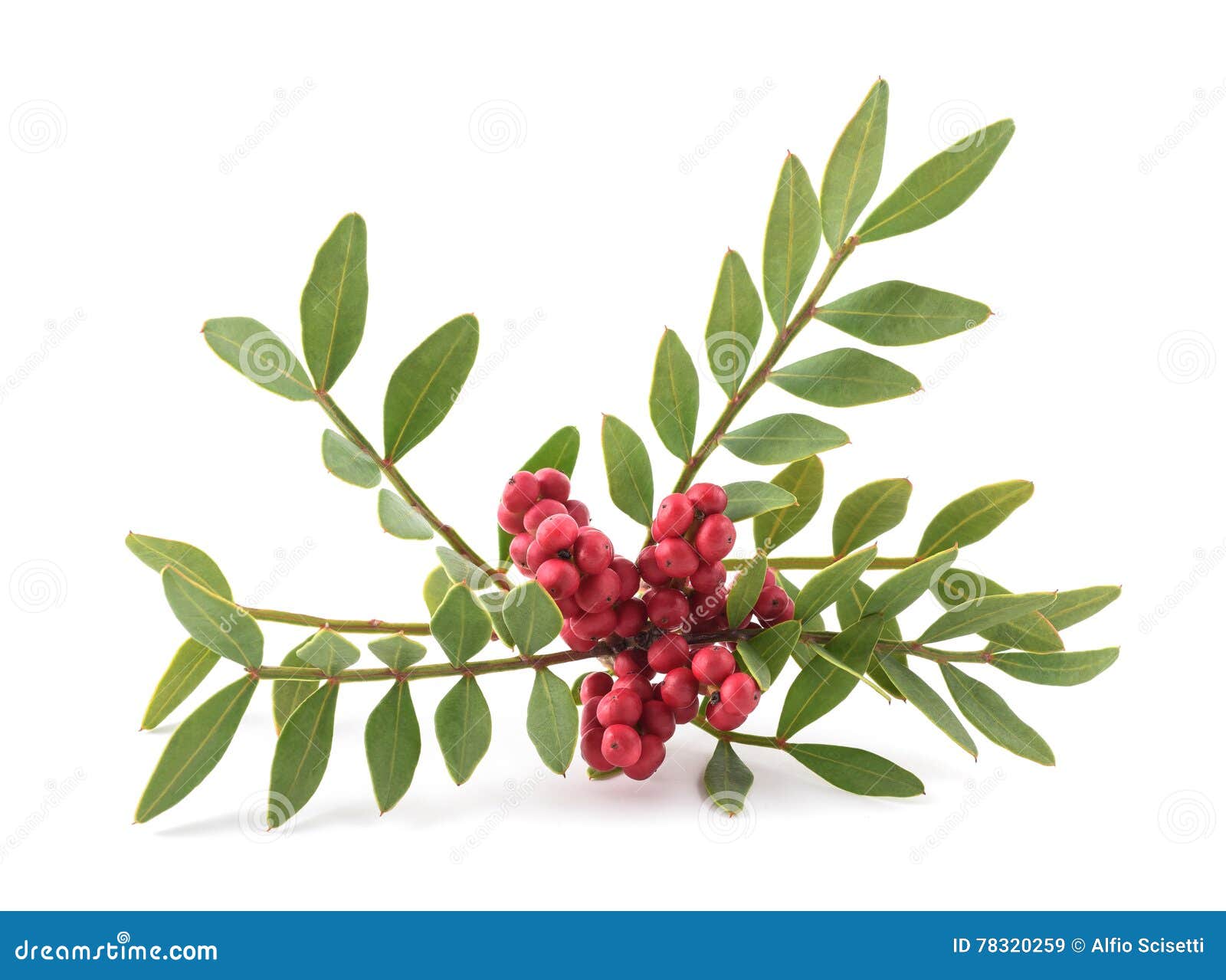 Mastic Tree stock image. Image of shrub, plant, lentisk - 78320259