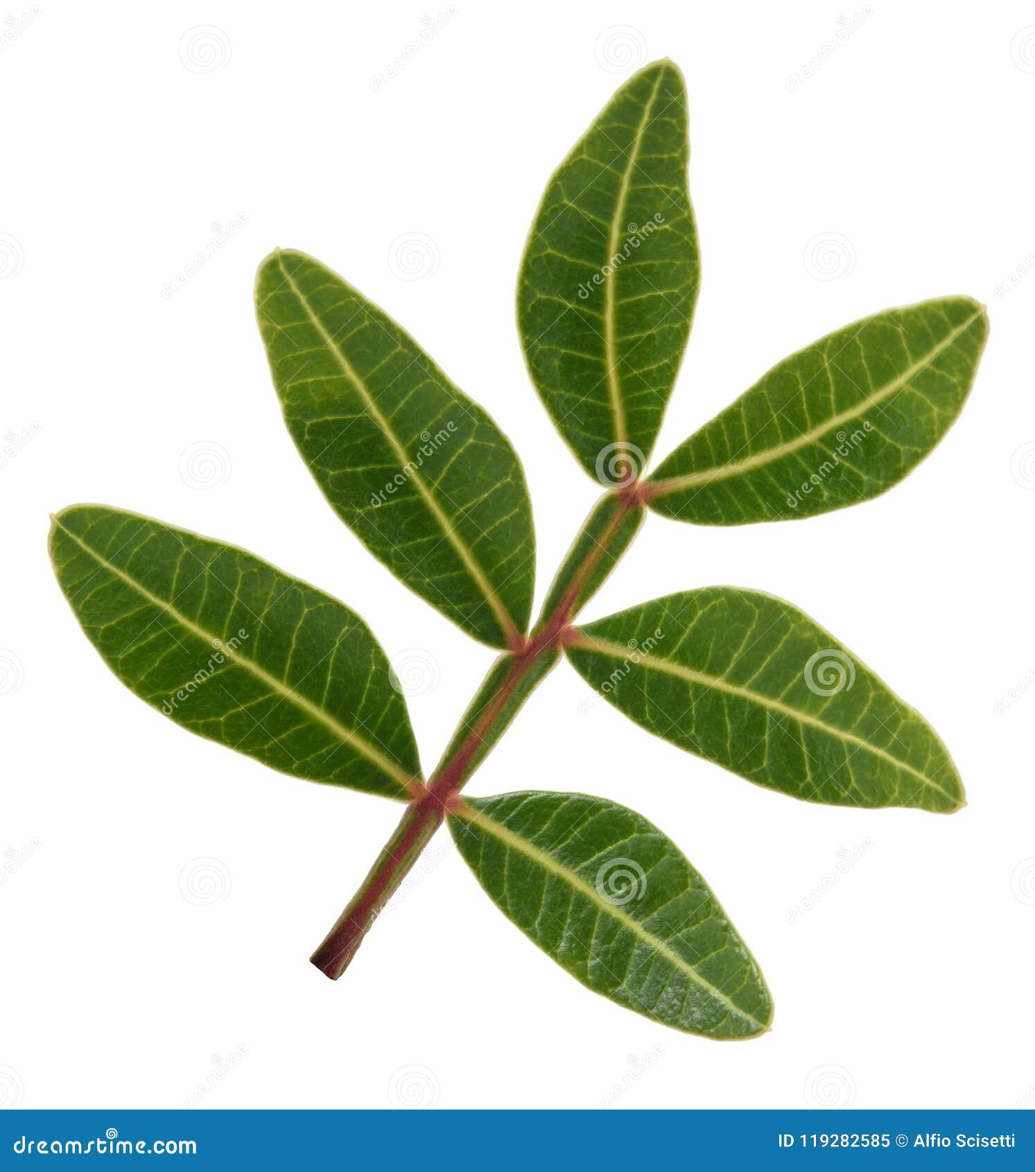 Mastic tree stock image. Image of wild, trees, leaf - 119282585