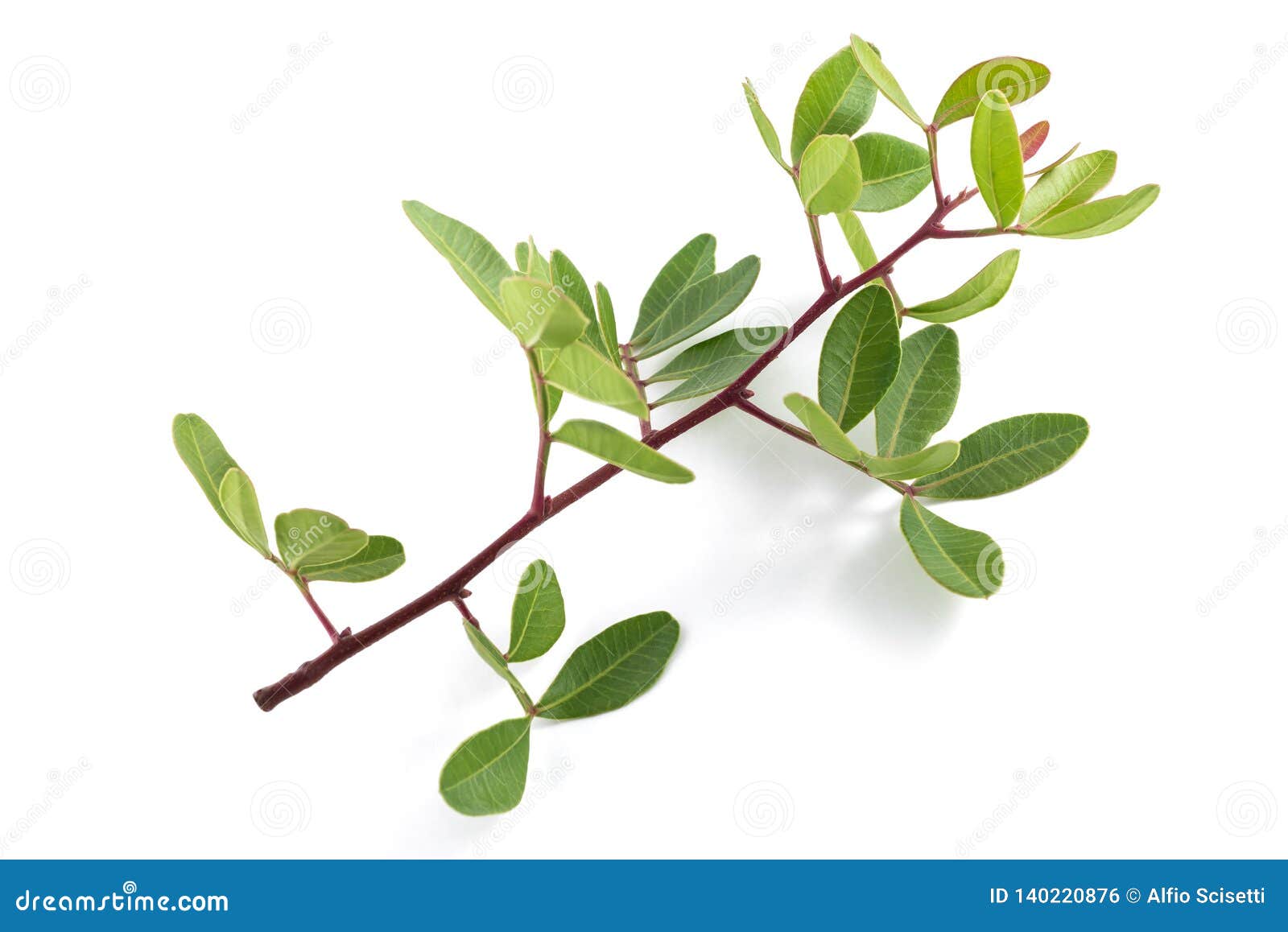 Mastic tree stock photo. Image of trees, leaves, lentisk - 140220876