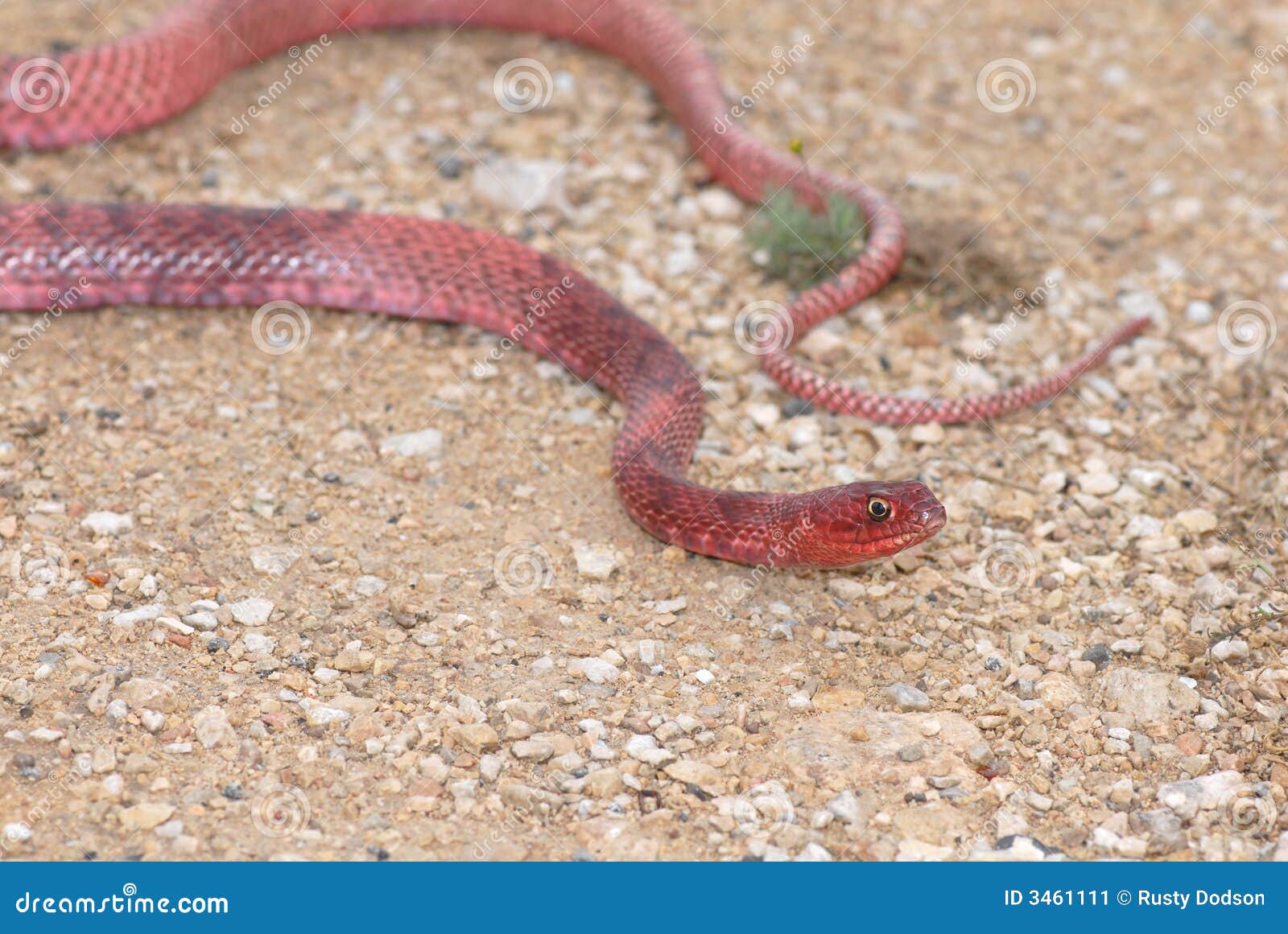 Masticophis flagellum stock image. Image of arid, trans - 3461111