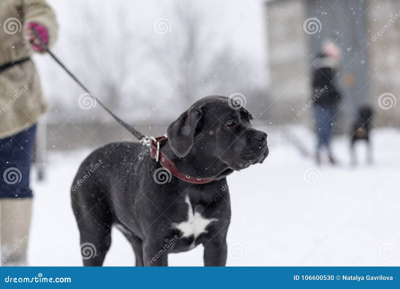 The mastif stock photo. Image of mammal, guard, cane - 106600530