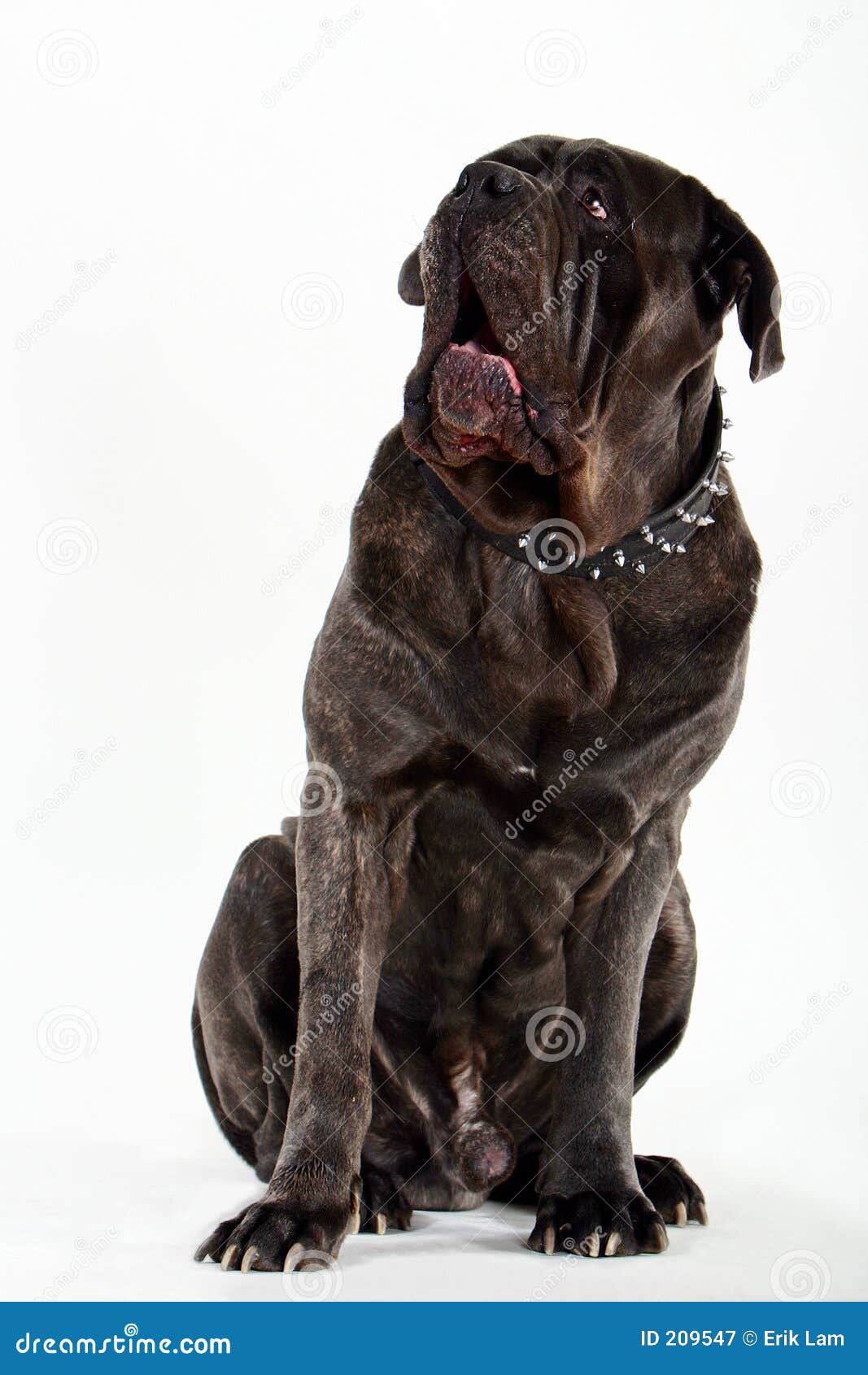 Mastiff stock image. Image of belt, young, hound, scary - 209547