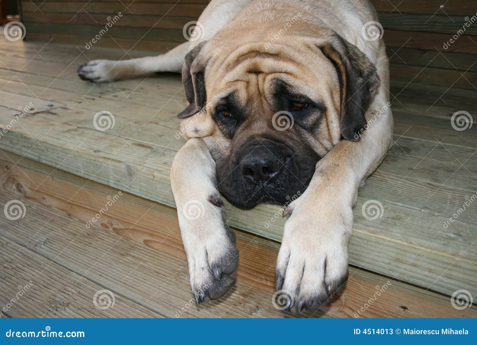 Mastiff stock image. Image of isolated, purebred, guardian - 4514013