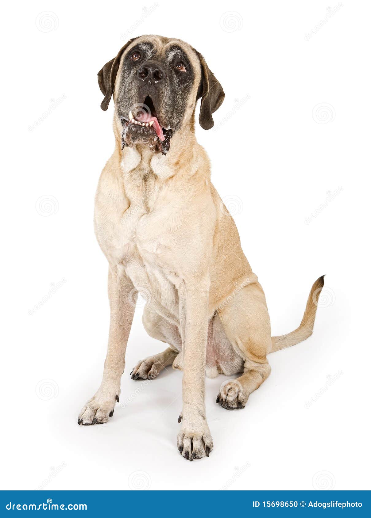 Mastiff Dog Isolated on White Stock Photo - Image of pedigreed, white ...
