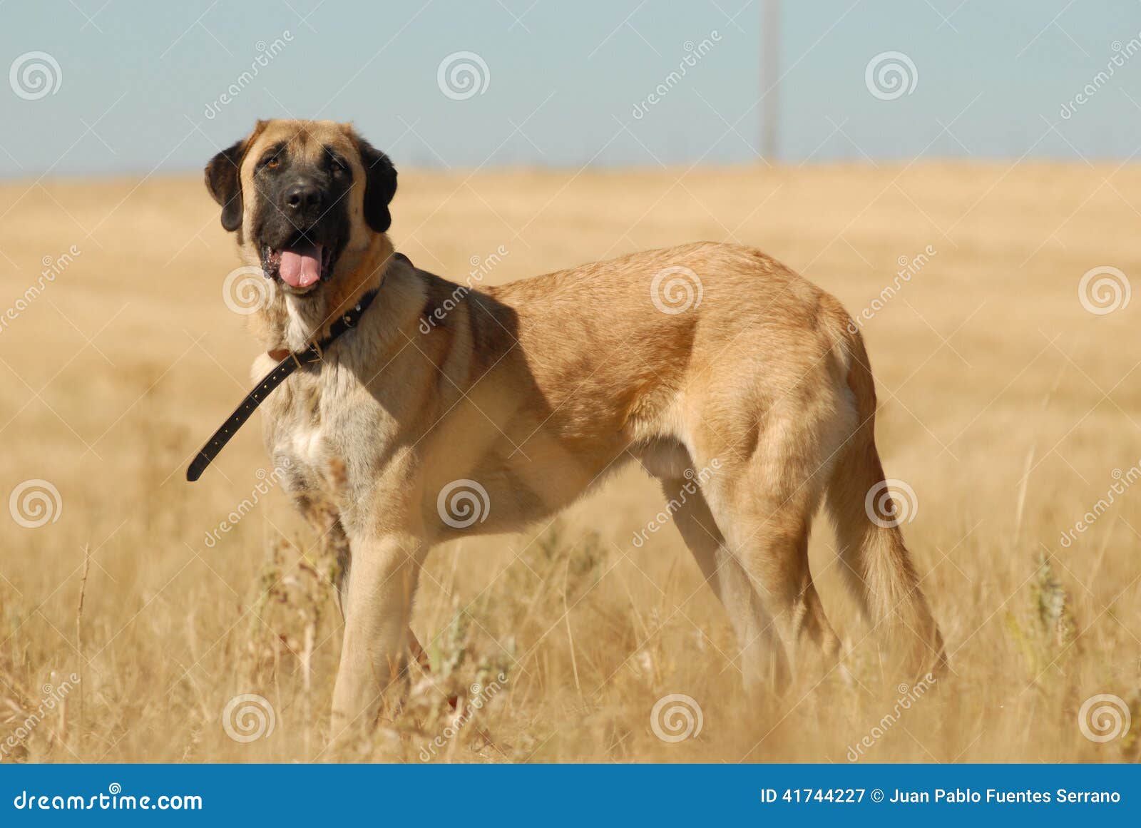 A mastiff dog stock image. Image of door, country, land - 41744227