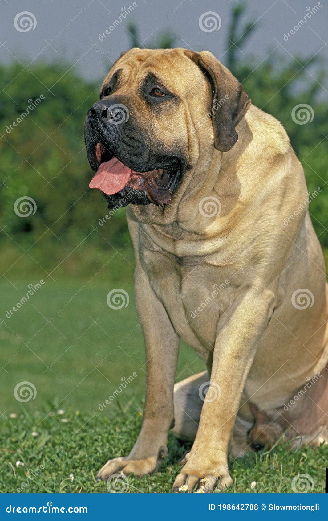 Mastiff Dog, Male Sitting on Grass Stock Photo - Image of sitting ...