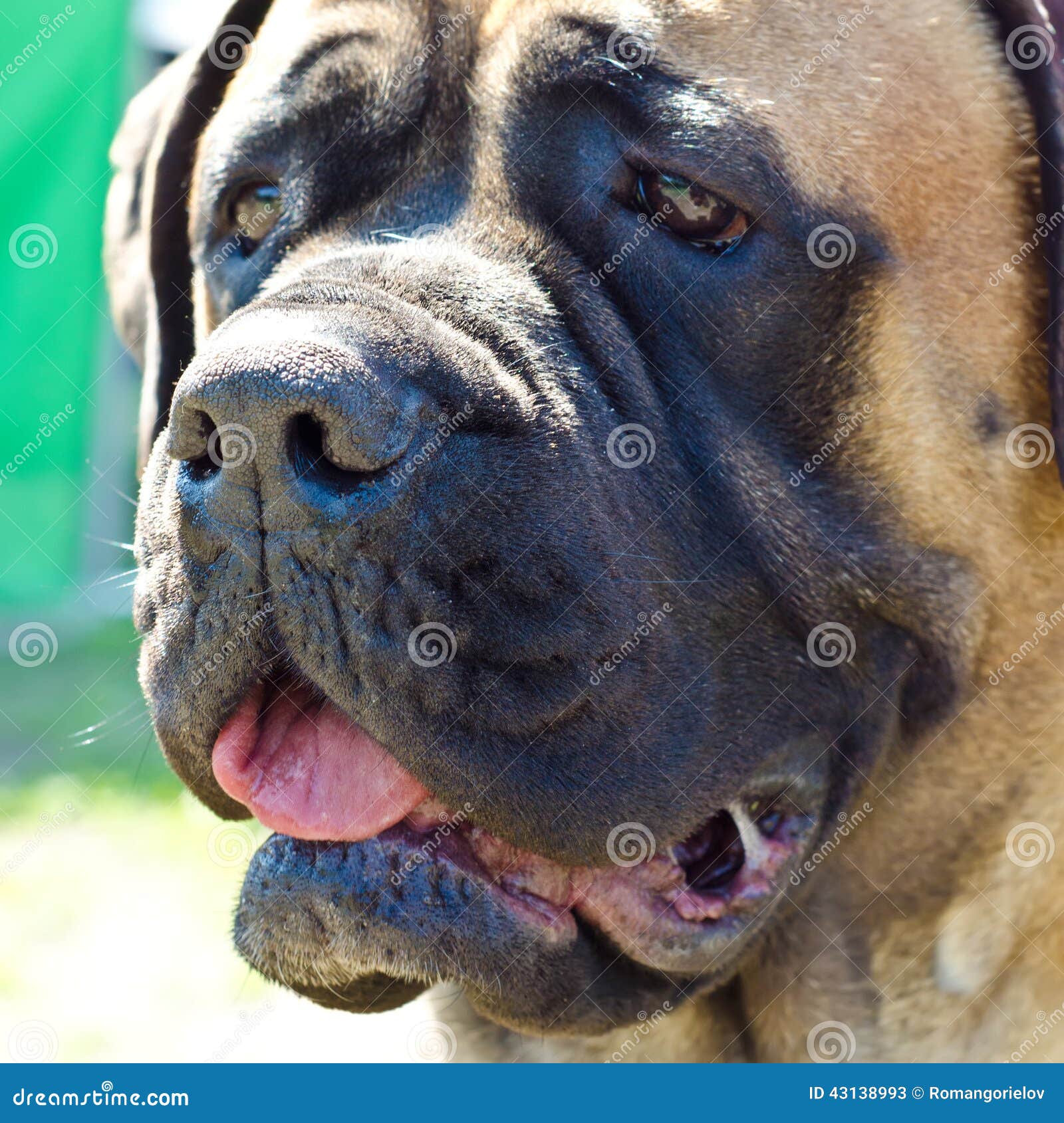 Mastiff stock image. Image of bullmastiff, dogs, clever - 43138993