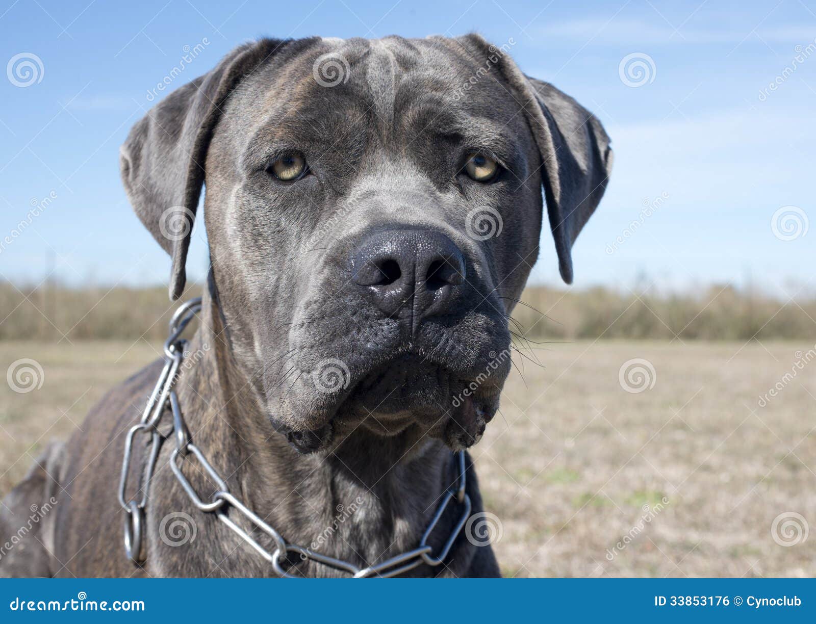 Mastiff italien photo stock. Image du nature, gris, purebred - 33853176