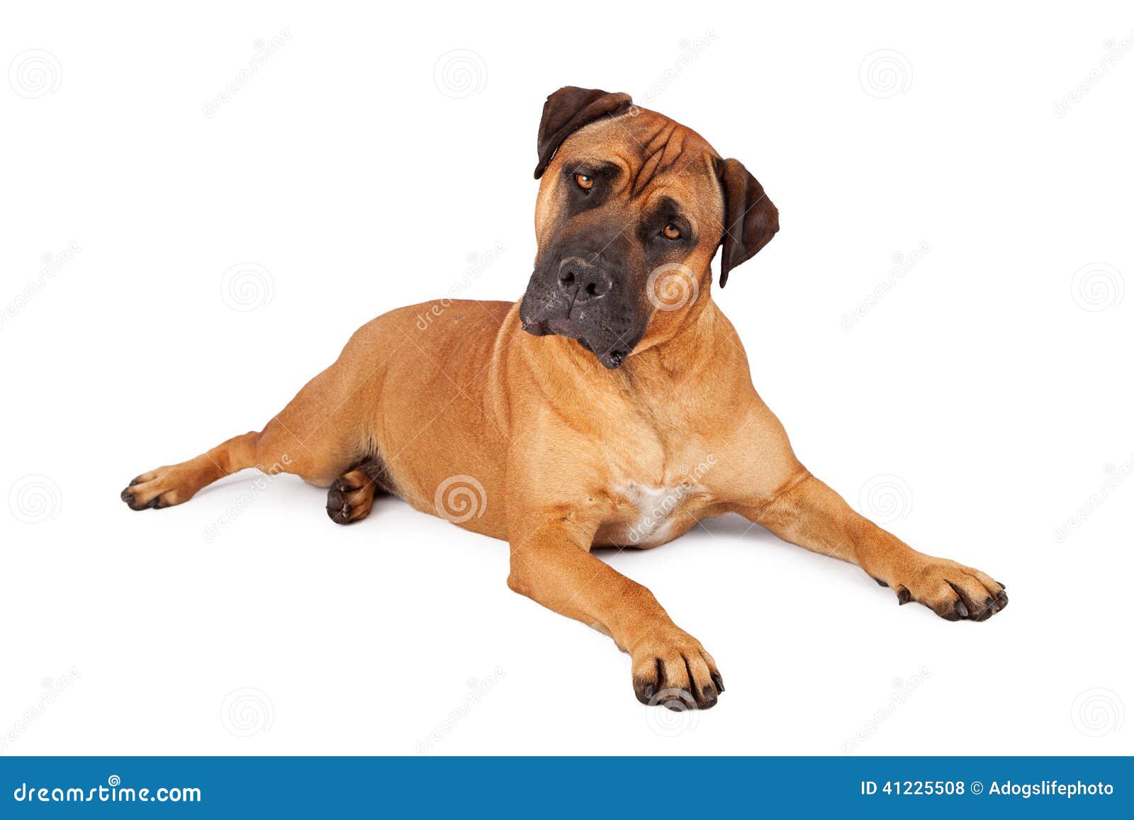 Mastiff Laying Tilting Head Stock Photo - Image: 41225508
