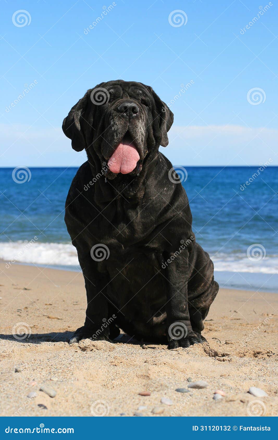Mastiff. stock photo. Image of blue, idea, black, look - 31120132