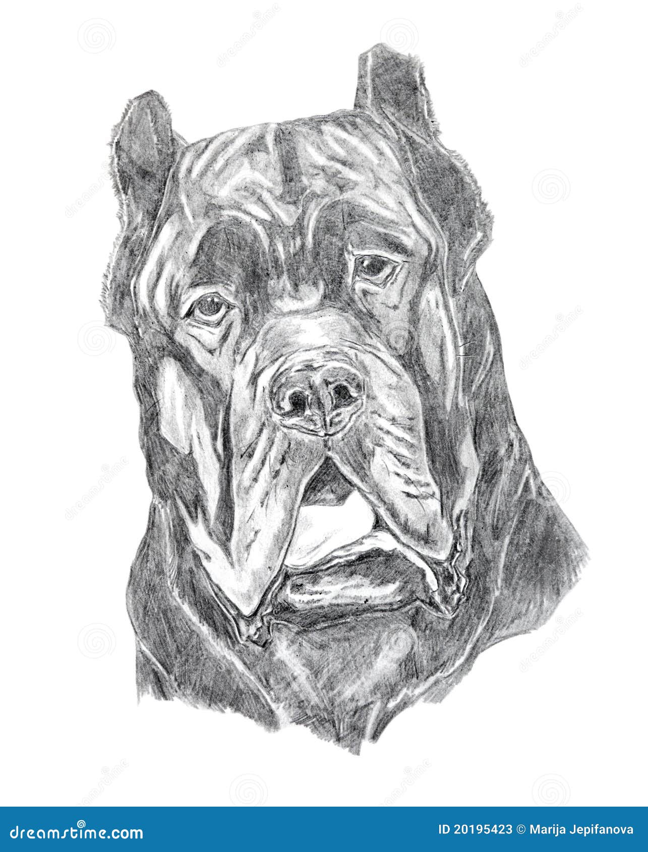 Mastiff Portrait, Pencil Drawing Stock Illustration - Illustration of ...