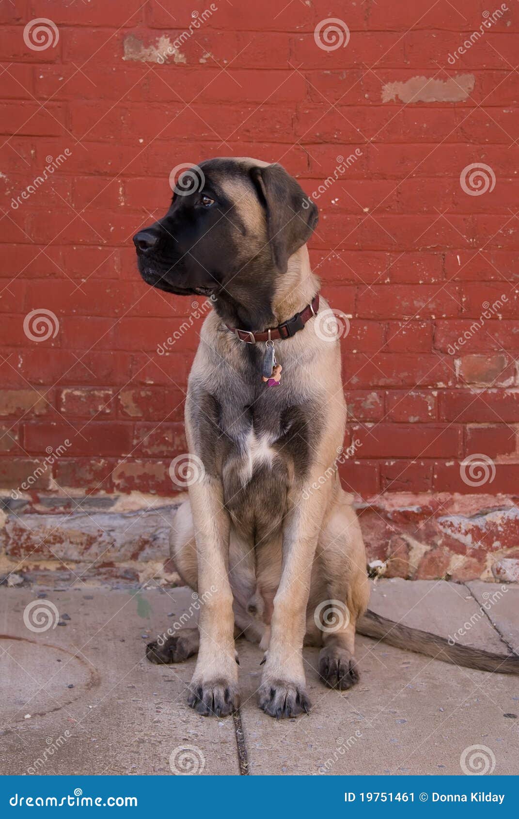 Mastiff Puppy stock image. Image of tags, sitting, animal - 19751461