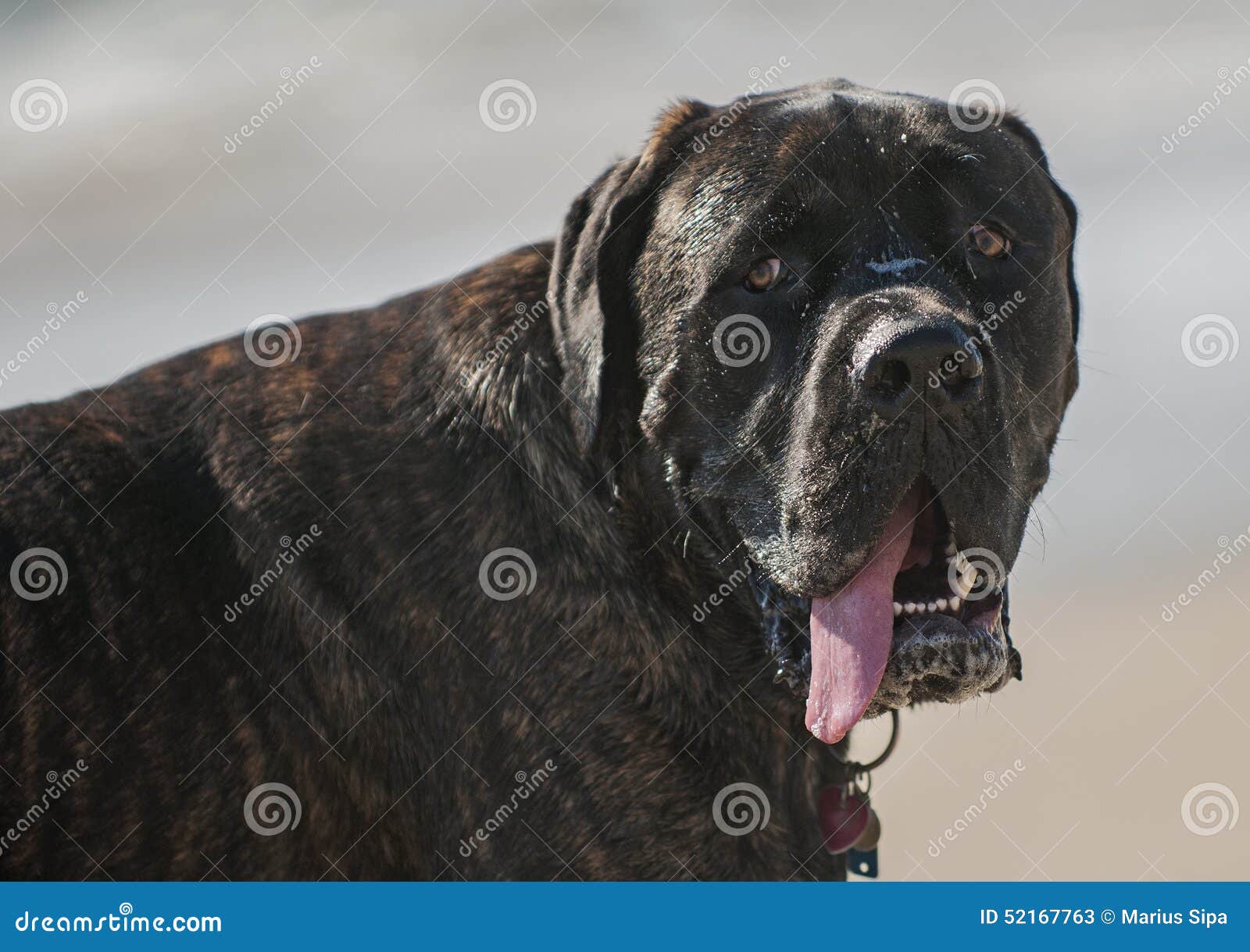 Mastiff stock image. Image of tongue, scary, teeth, bull - 52167763