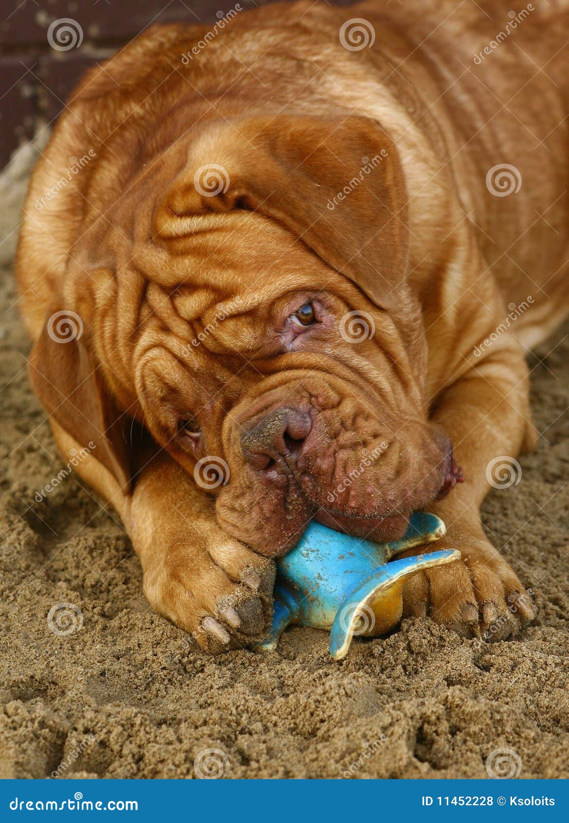 Mastiff with a toy. stock photo. Image of puppy, fauna - 11452228