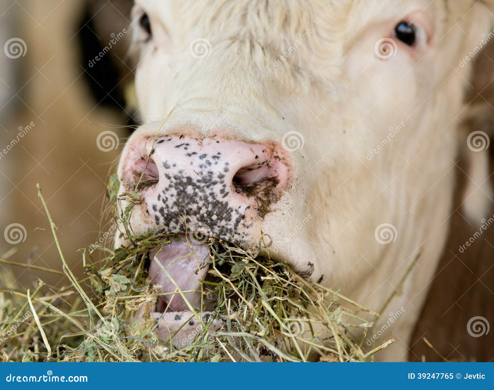 Mastigação da vaca imagem de stock. Imagem de qualidade - 39247765