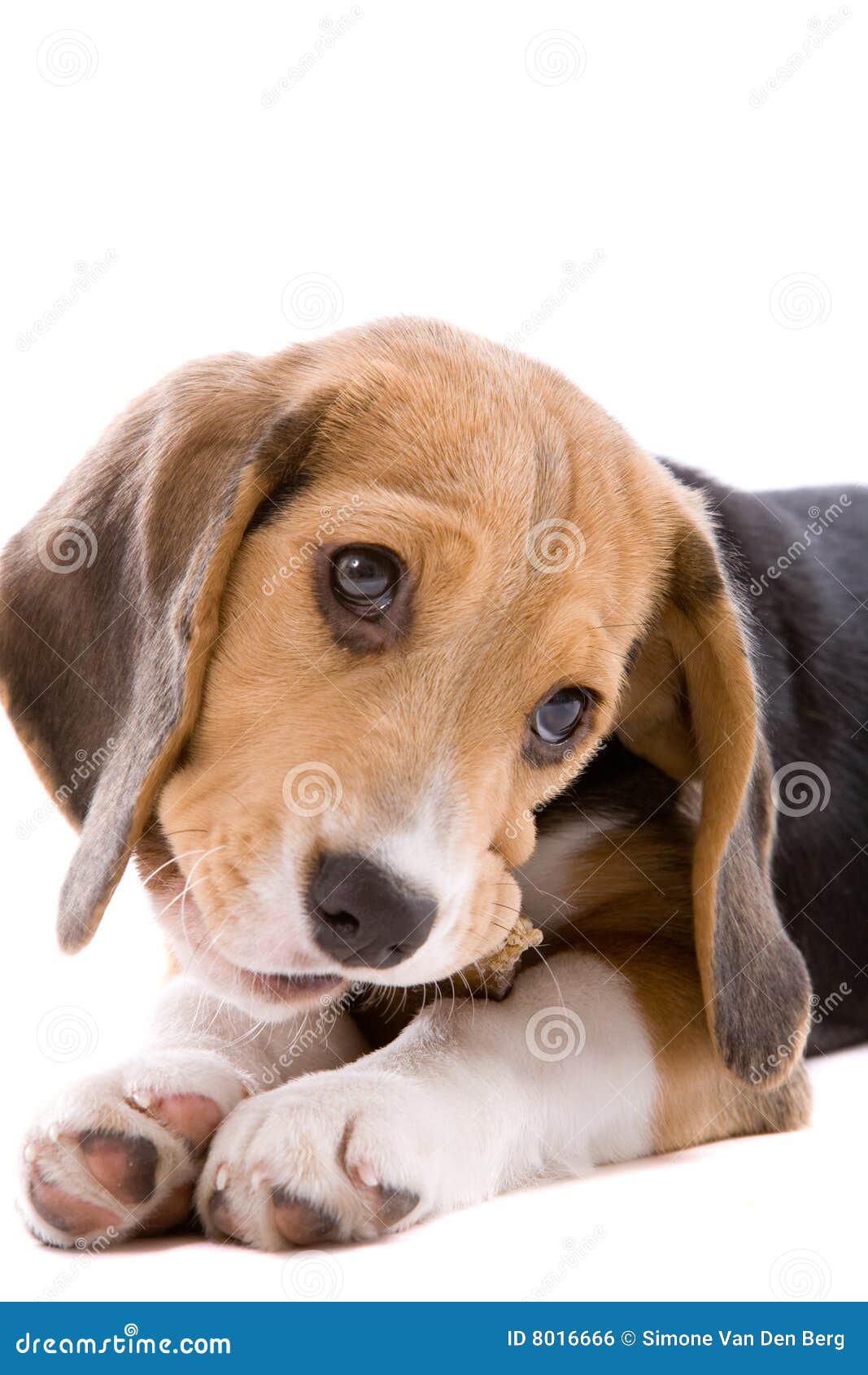 Mastigando o osso foto de stock. Imagem de filhote, lebreiro - 8016666