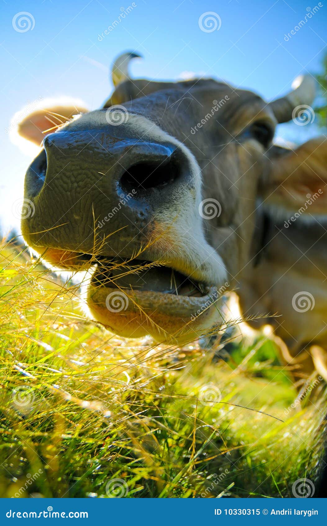 Mastigando a vaca imagem de stock. Imagem de vertical - 10330315