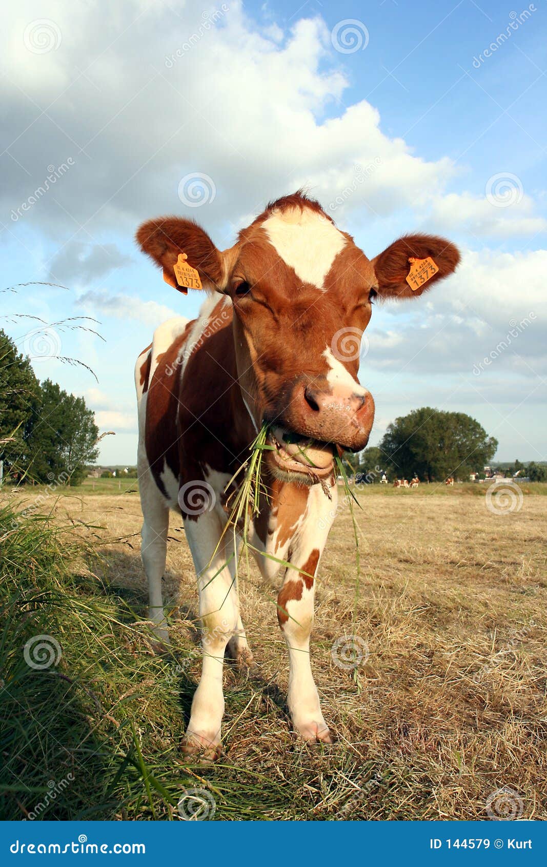 Mastigando a vaca imagem de stock. Imagem de vaca, besta - 144579