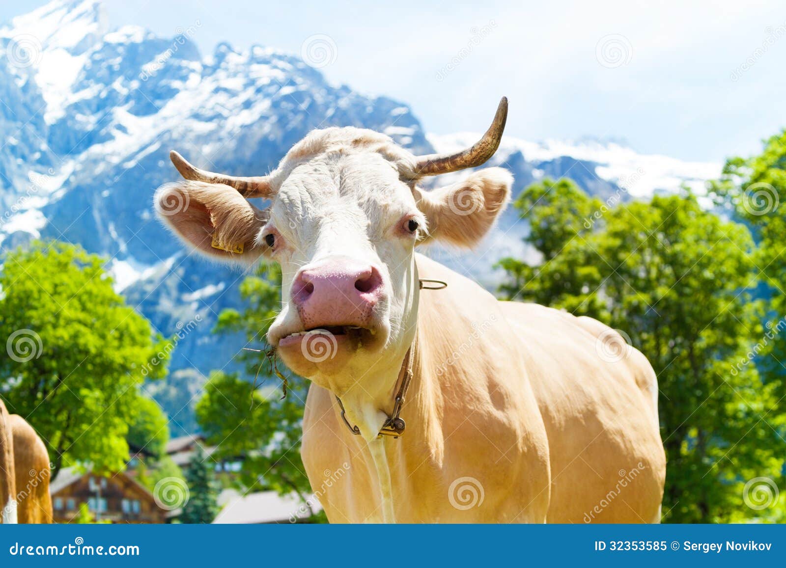 imagens de stock Mastigando Vaca - Baixe 40 Royalty Free