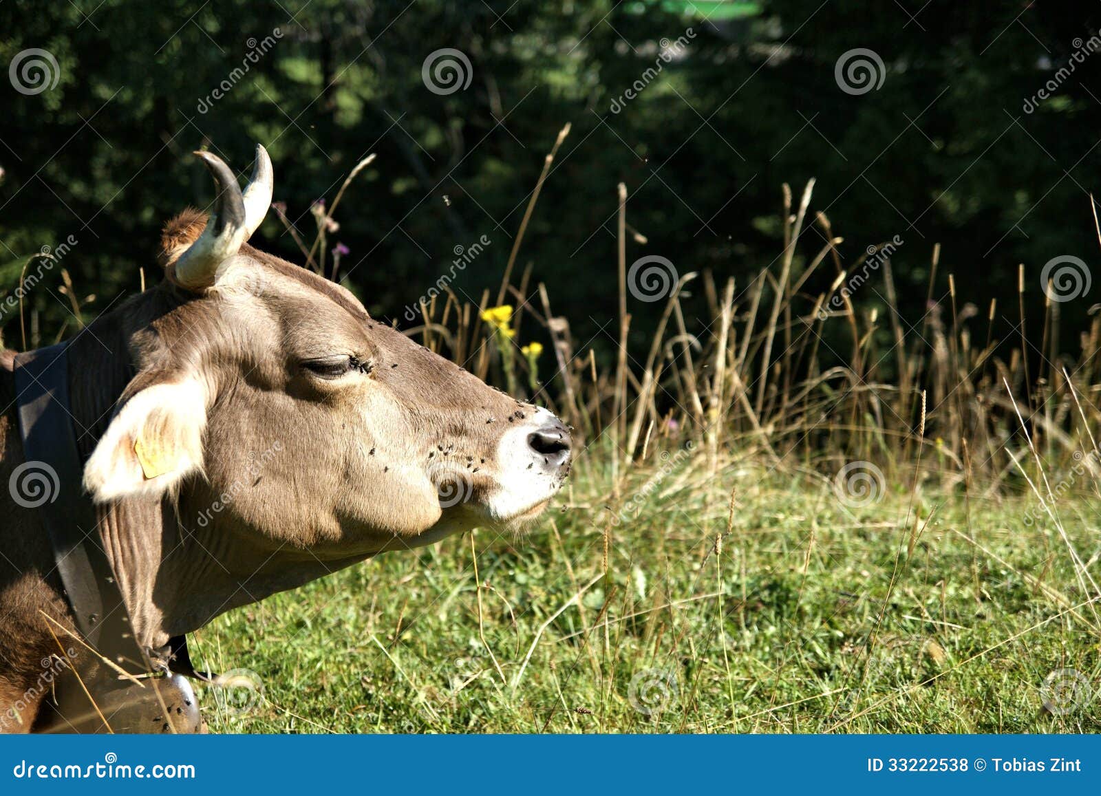Mastigando a vaca foto de stock. Imagem de verde, coma - 33222538