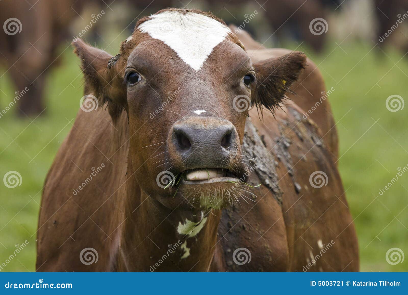 Mastigando Vaca Stock Images - 36 Photos