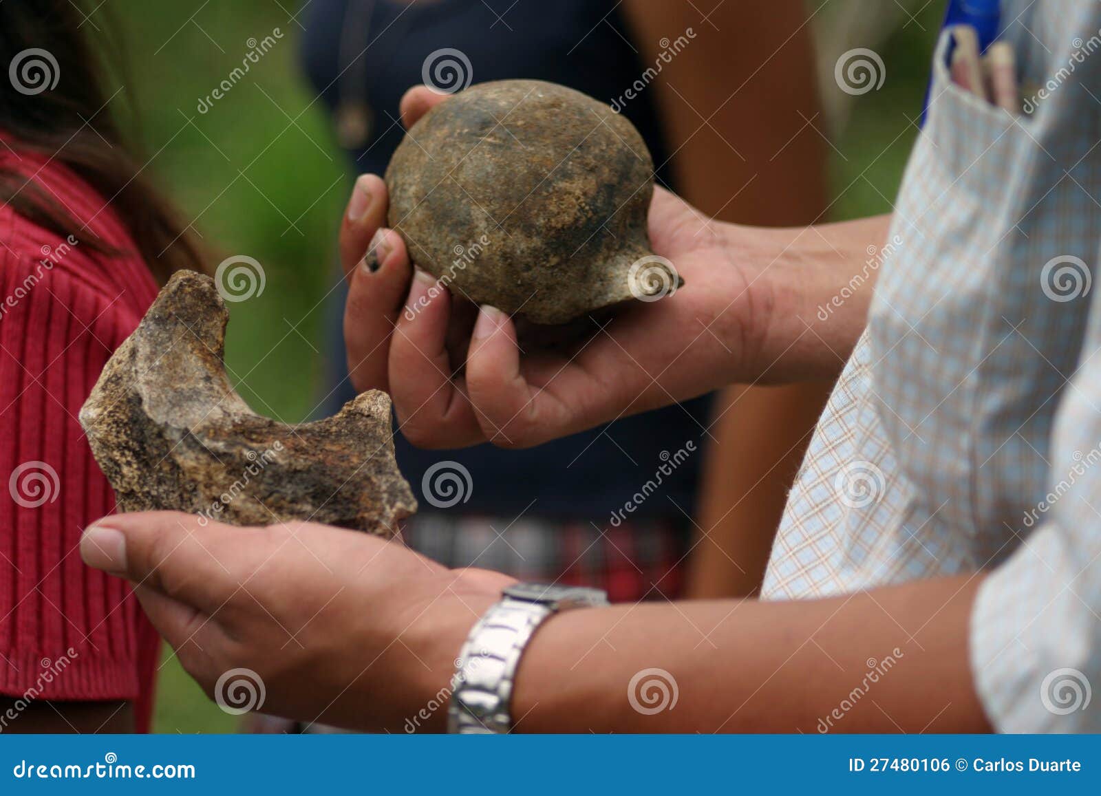 Mastodon Bones stock photo. Image of rosa, province, room - 27480106