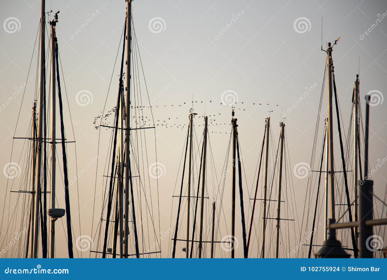 Masts stock photo. Image of sailboat, harbor, horizon - 102755924
