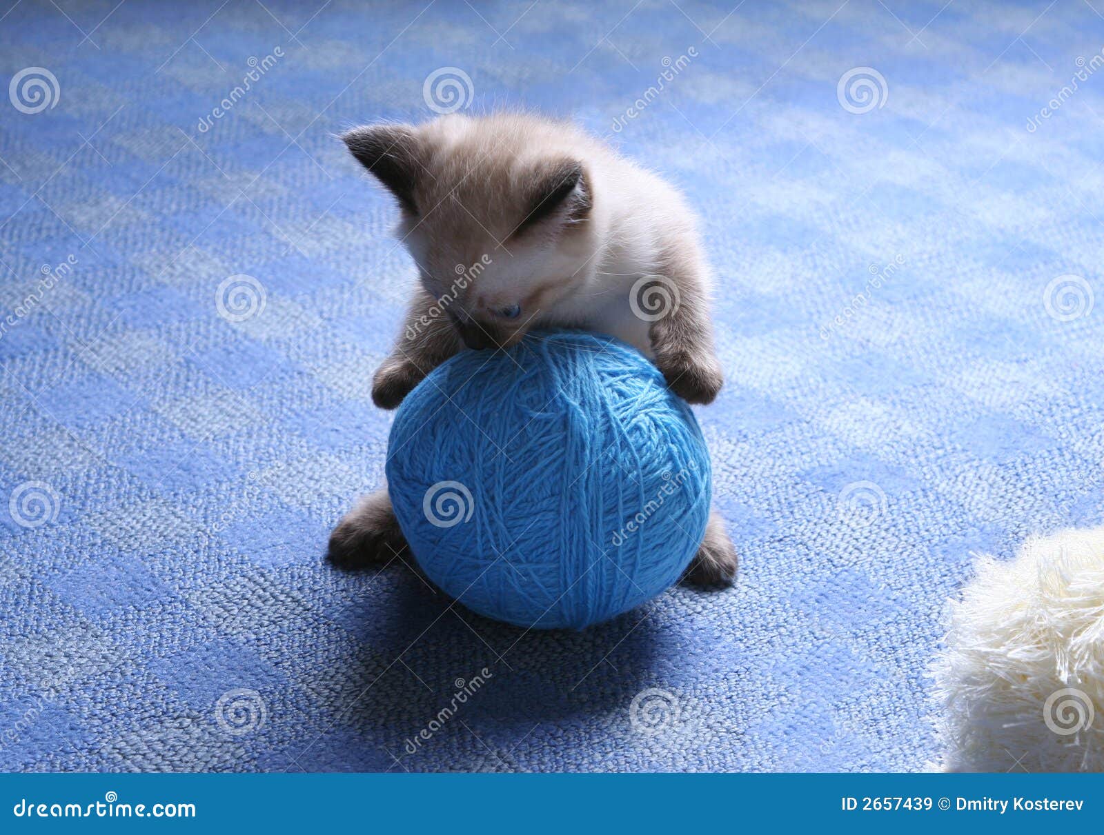 Masya 4 stock image. Image of face, challenge, love, kitty - 2657439