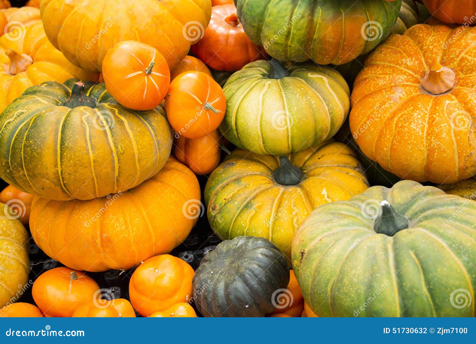 Mat pumpa arkivfoto. Bild av växthus, grön, odling, växter - 51730632