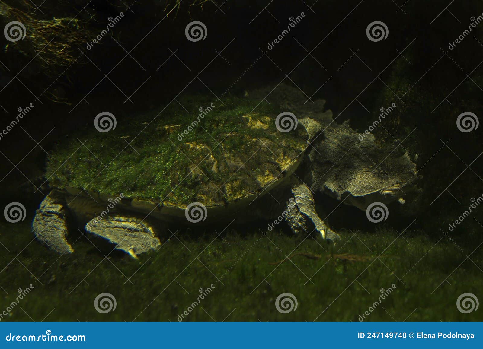 Mata Mata Chelus Fimbriata. Foto de archivo - Imagen de cubo ...