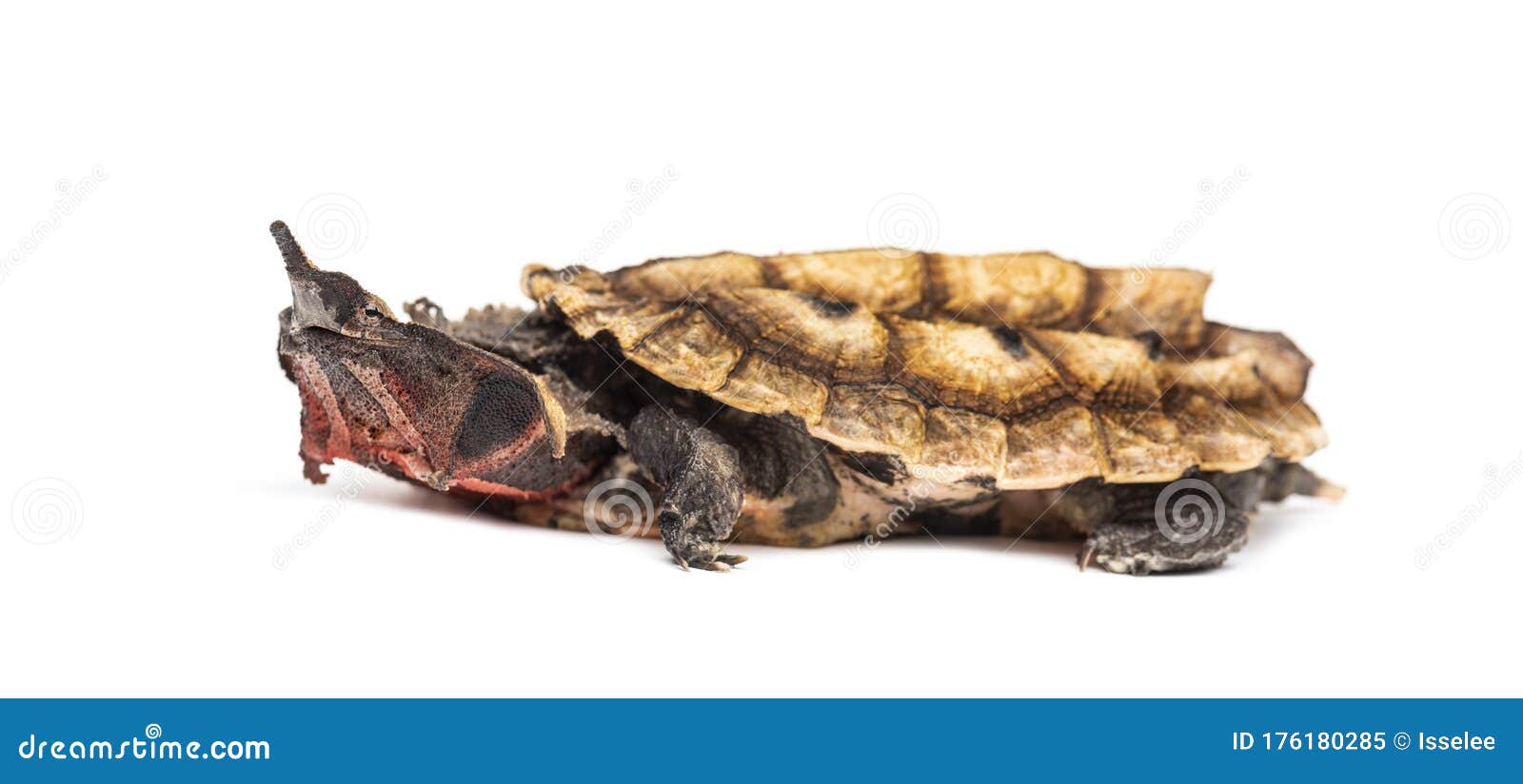 Mata Mata, Chelus Fimbriata, Turtle, Isolated Stock Image - Image of ...