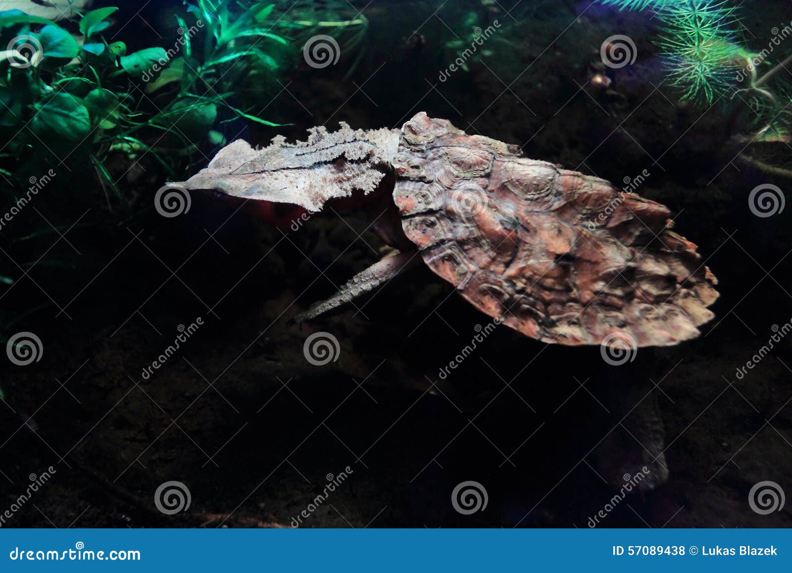 Mata mata stock photo. Image of turtle, animal, mata - 57089438