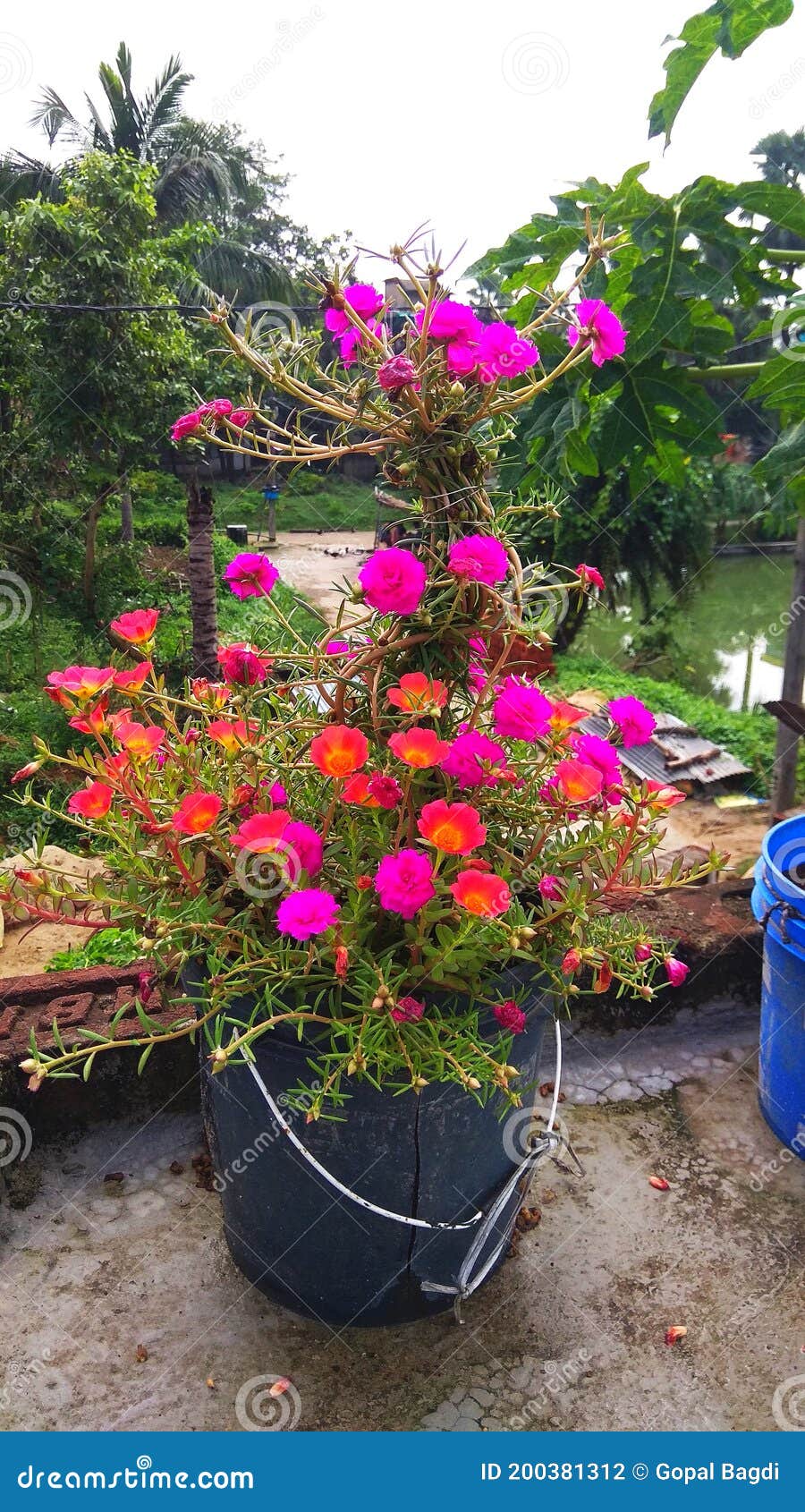 Nota moni flower tree stock photo. Image of flower, tree - 200381312