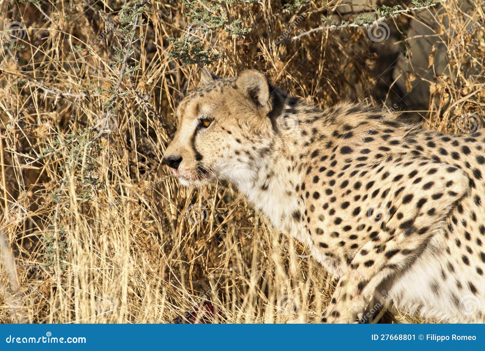 Matagal da chita imagem de stock. Imagem de gato, predador - 27668801