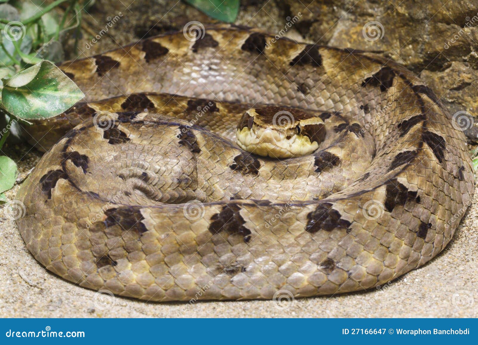 Matayan Pit Viper stock image. Image of portrait, adder - 27166647