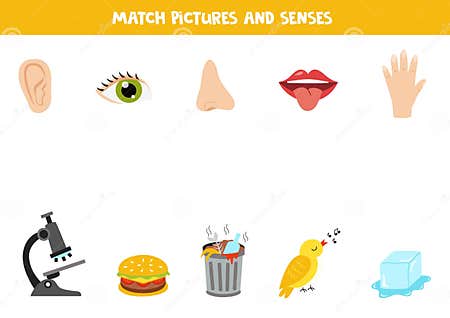 Match Objects and Senses. Five Senses Worksheet. Stock Vector ...
