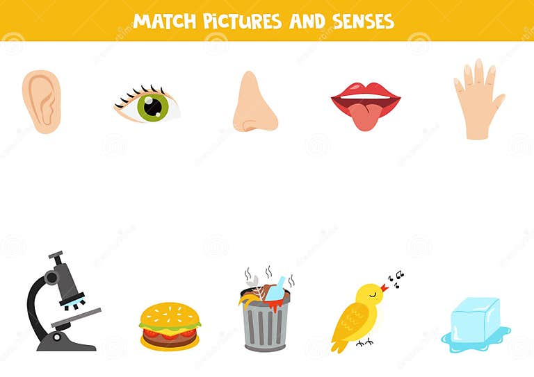 Match Objects and Senses. Five Senses Worksheet. Stock Vector ...