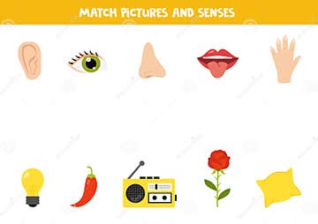 Match Objects and Senses. Five Senses Worksheet. Stock Vector ...