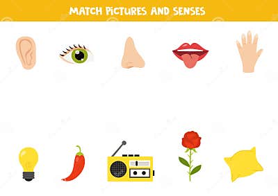 Match Objects and Senses. Five Senses Worksheet. Stock Vector ...