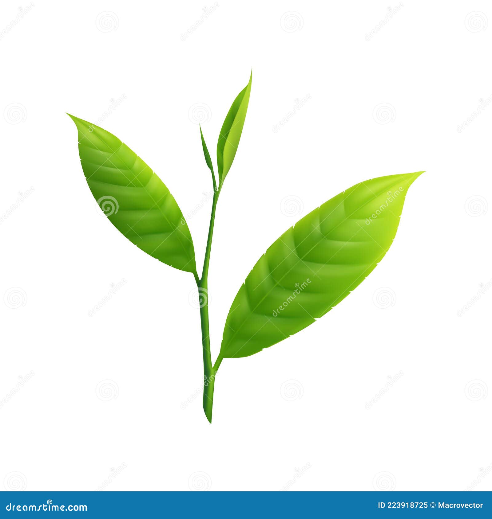Matcha Leaves Illustration stock vector. Illustration of traditional ...