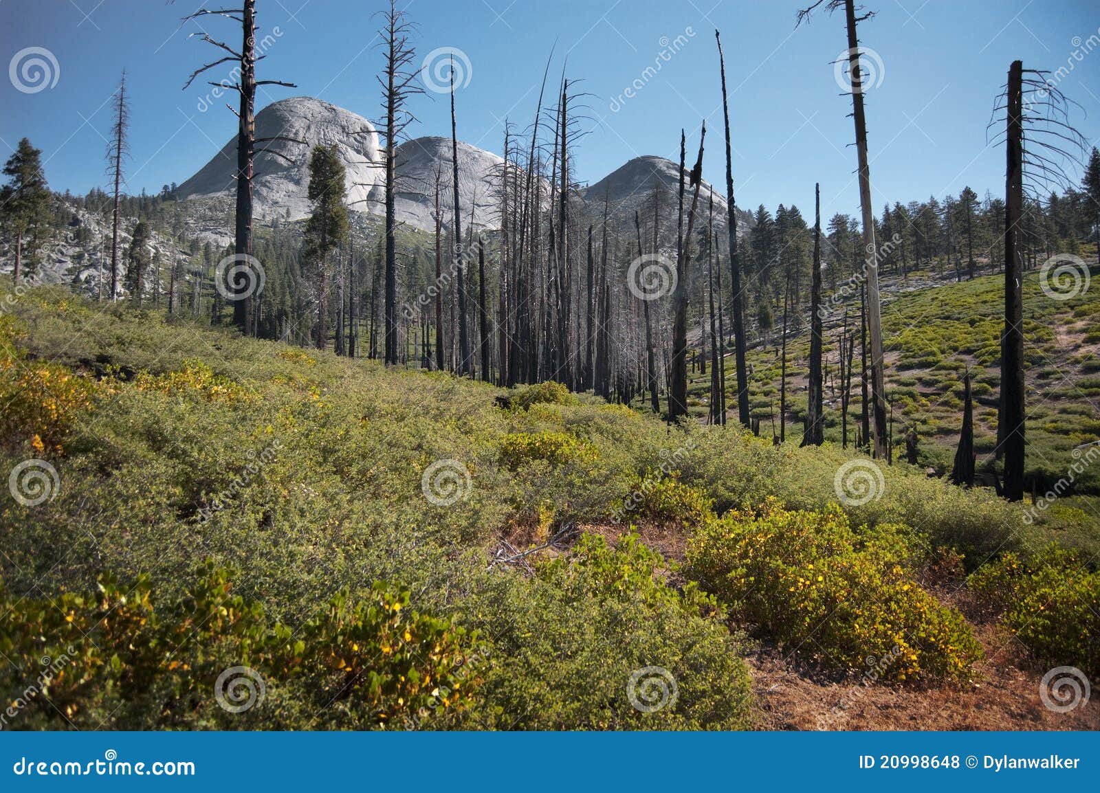 Matchstick Forest stock photo. Image of bush, bushes - 20998648