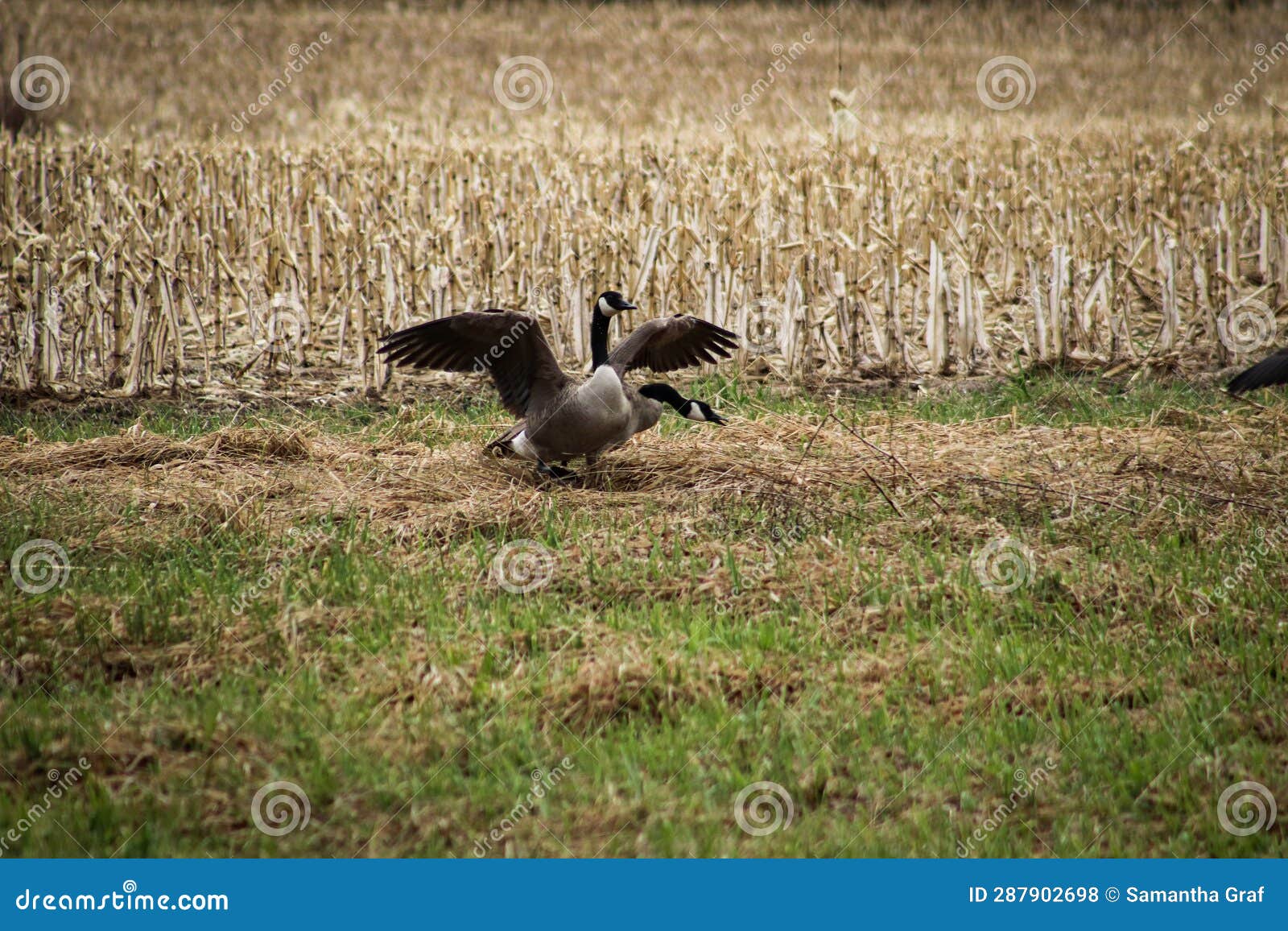 Canada Geese stock photo. Image of wildlife, marsh, nature - 287902698